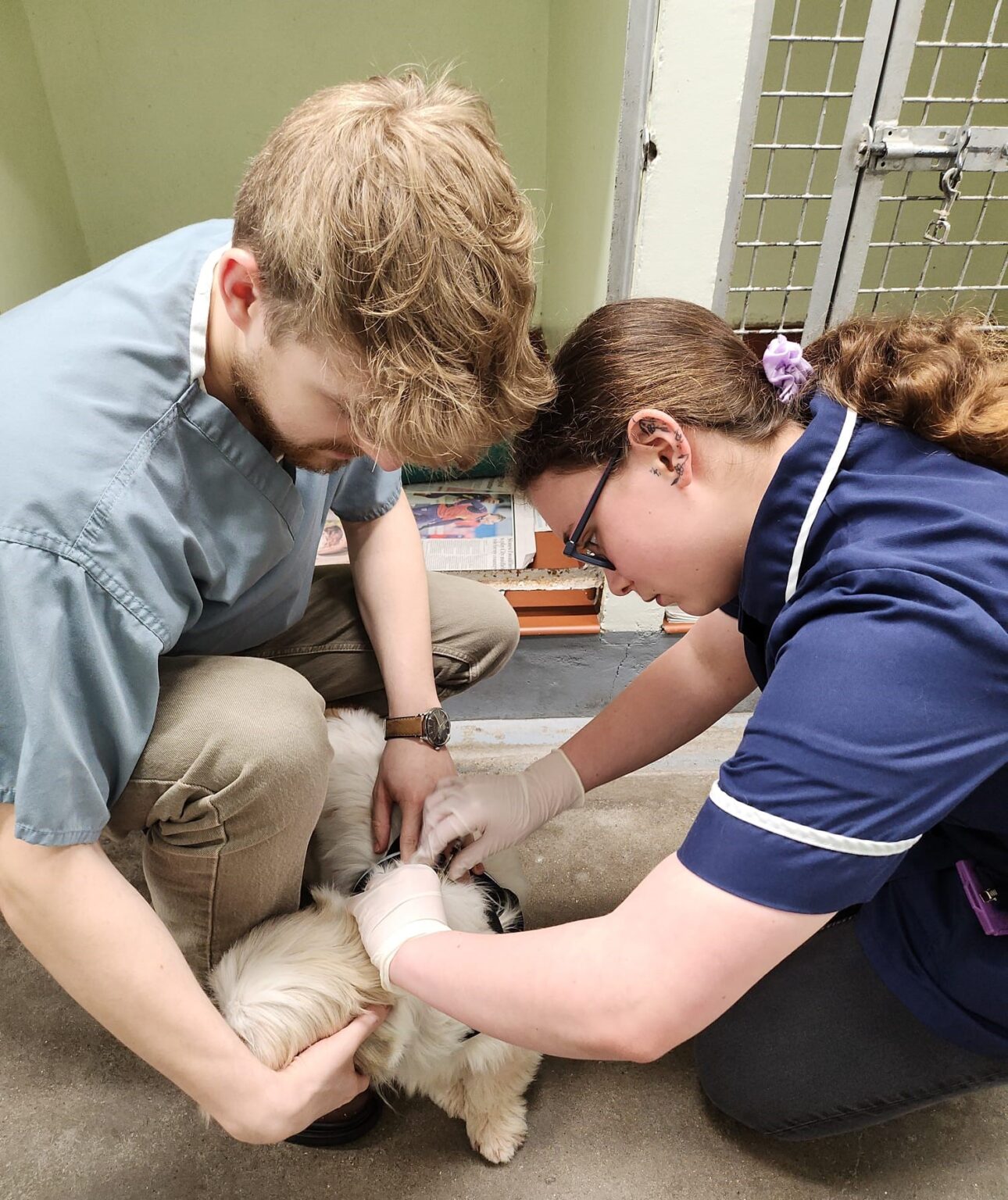 Vet Students – Quarry House Vets