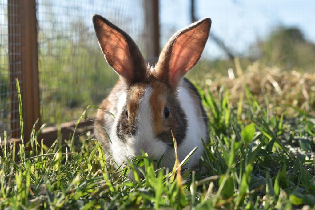 29 December 2025 – Quarry House Vets